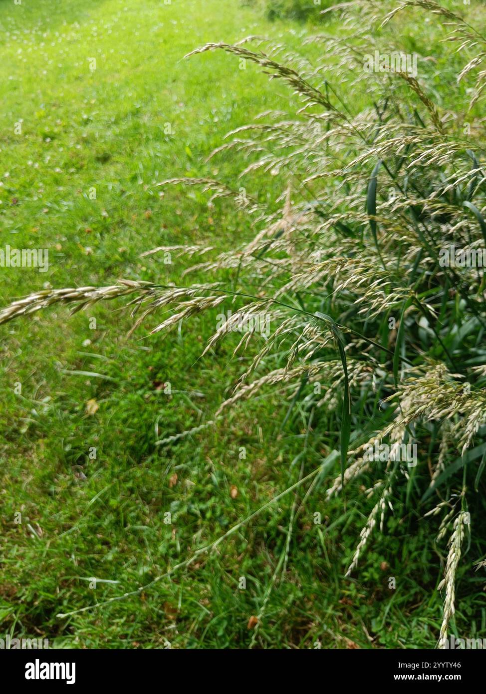 tall oat grass (Arrhenatherum elatius Stock Photo - Alamy
