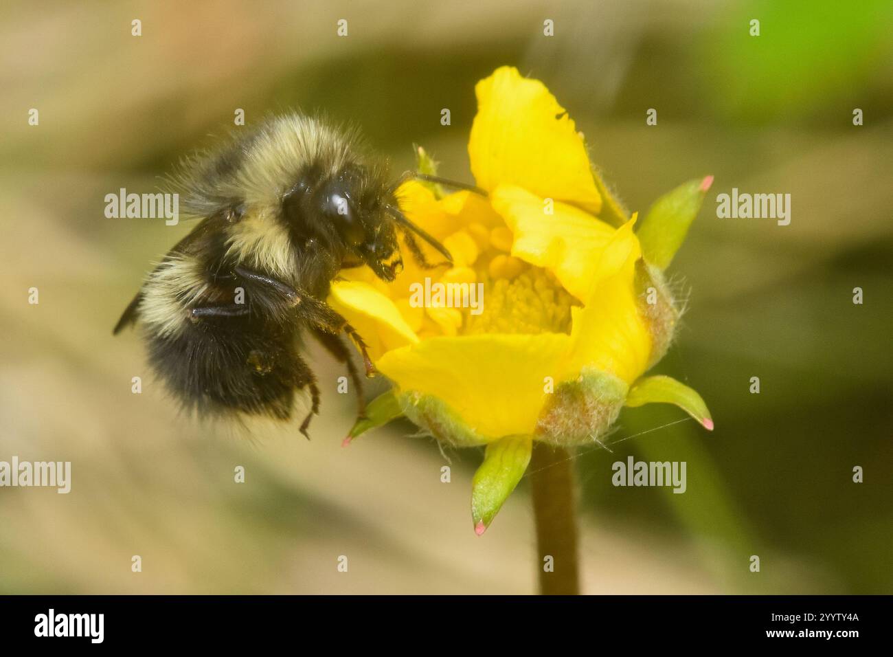Sitka Bumble Bee (Bombus sitkensis Stock Photo - Alamy