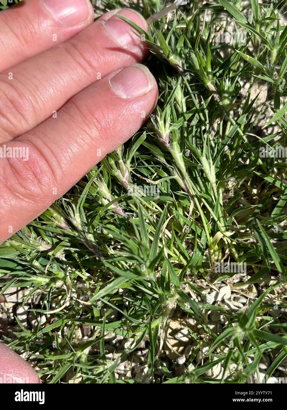 False Buffalograss (Munroa squarrosa Stock Photo - Alamy