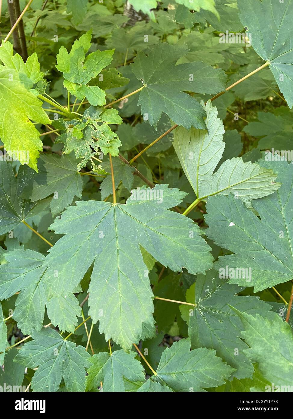 sycamore maple (Acer pseudoplatanus Stock Photo - Alamy