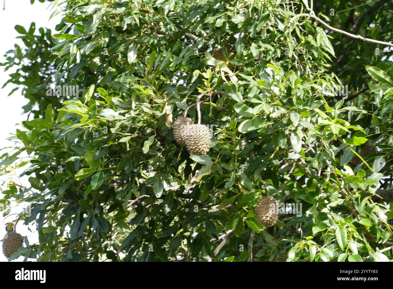 Flindersia hi-res stock photography and images - Alamy