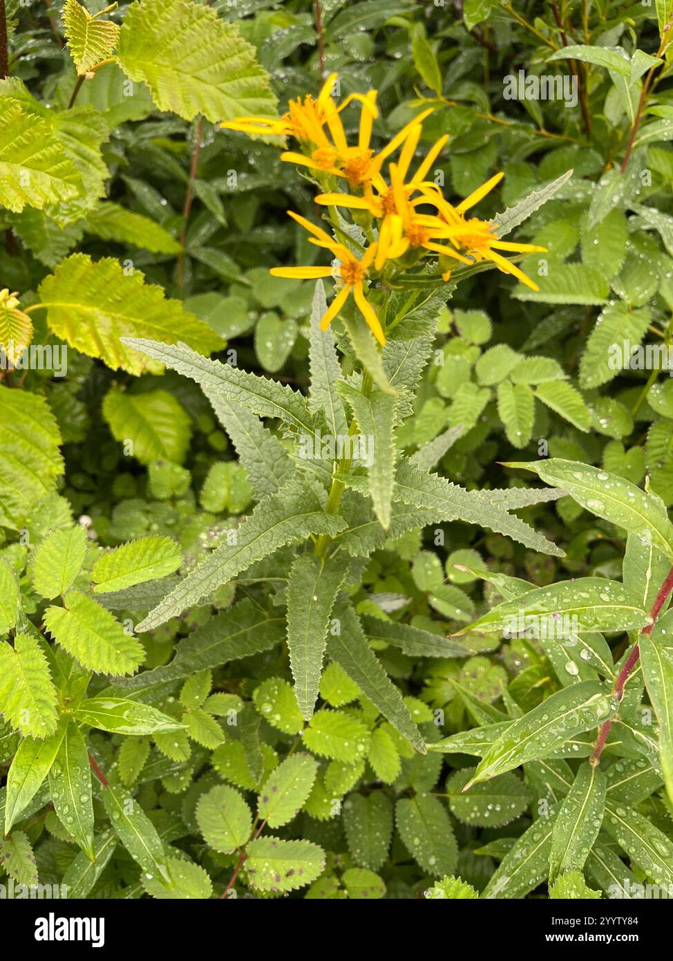 Arrowleaf Senecio (Senecio triangularis Stock Photo - Alamy