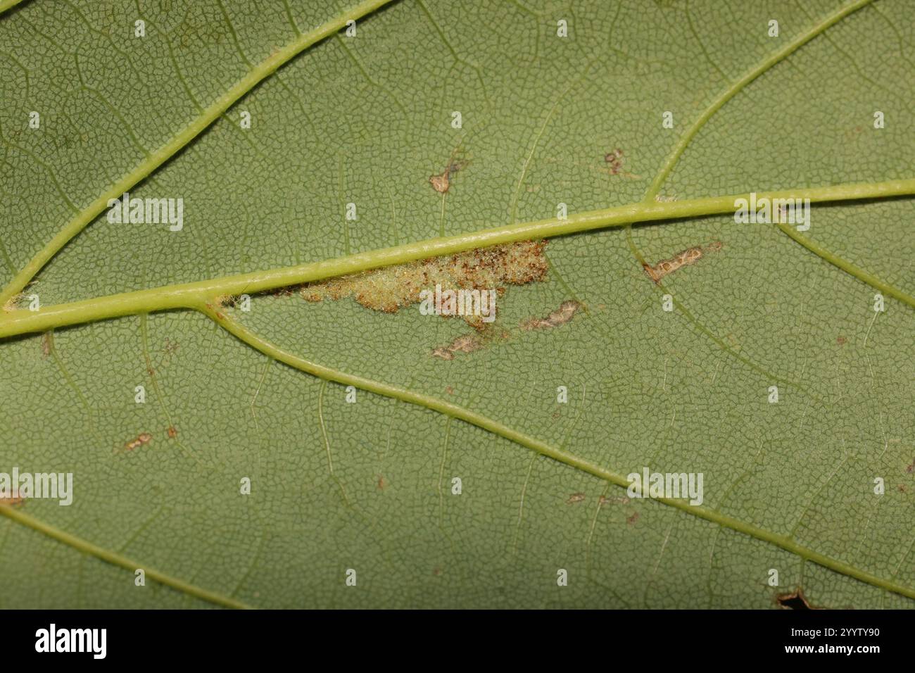 Sycamore Felt Gall Mite (Aceria pseudoplatani Stock Photo - Alamy