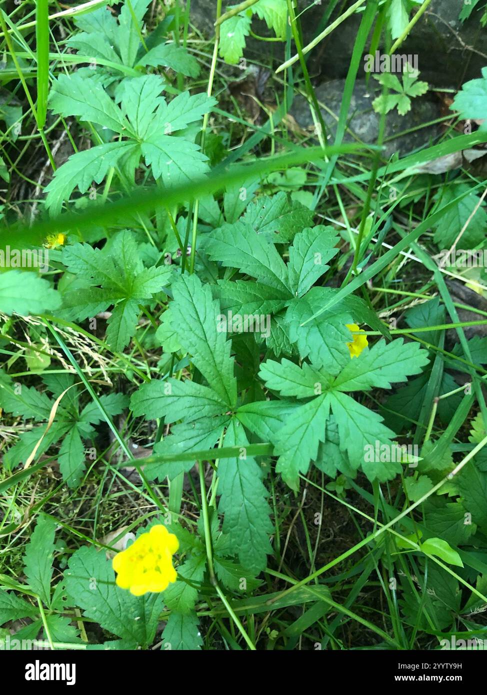 Creeping cinquefoil (Potentilla reptans Stock Photo - Alamy