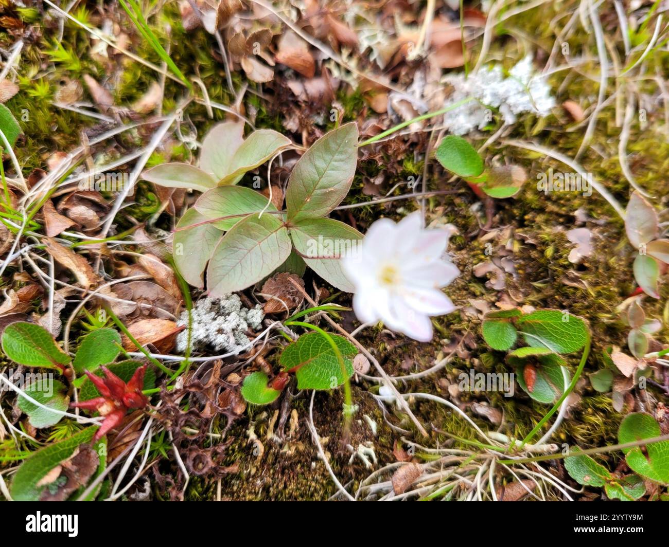 Arctic Starflower (Lysimachia europaea Stock Photo - Alamy