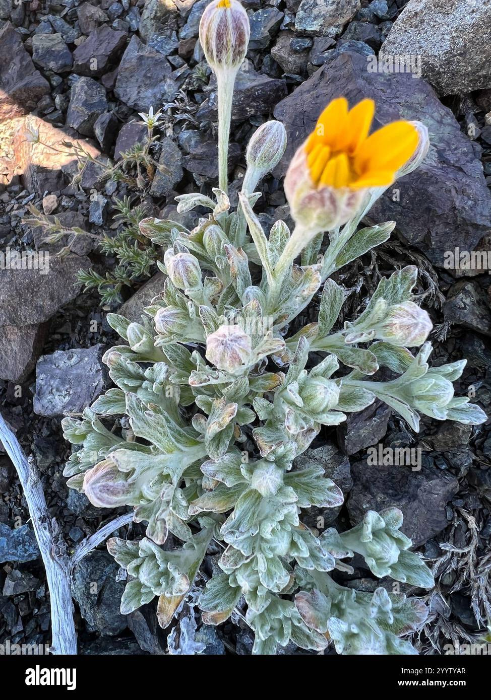common woolly sunflower (Eriophyllum lanatum Stock Photo - Alamy