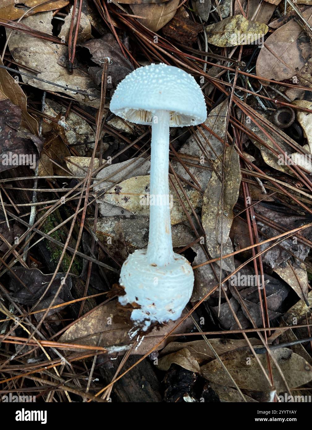 American Abrupt-Bulbed Lepidella (Amanita abrupta Stock Photo - Alamy