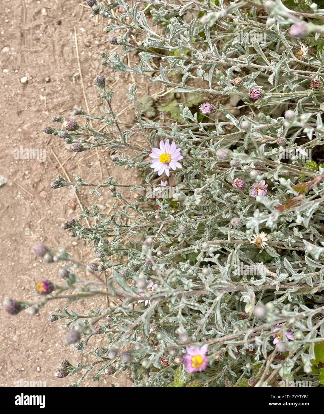 California Aster (Corethrogyne filaginifolia Stock Photo - Alamy