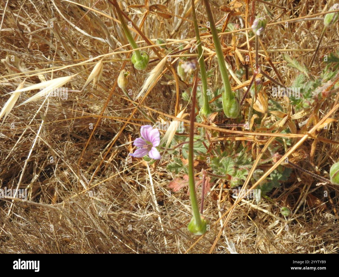 Mediterranean Stork's-bill (Erodium botrys Stock Photo - Alamy