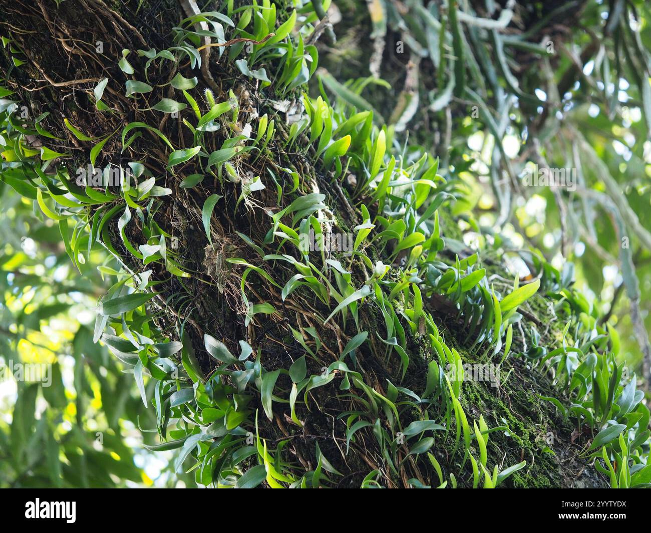 Lanceleaf Tongue Fern (Pyrrosia lanceolata Stock Photo - Alamy