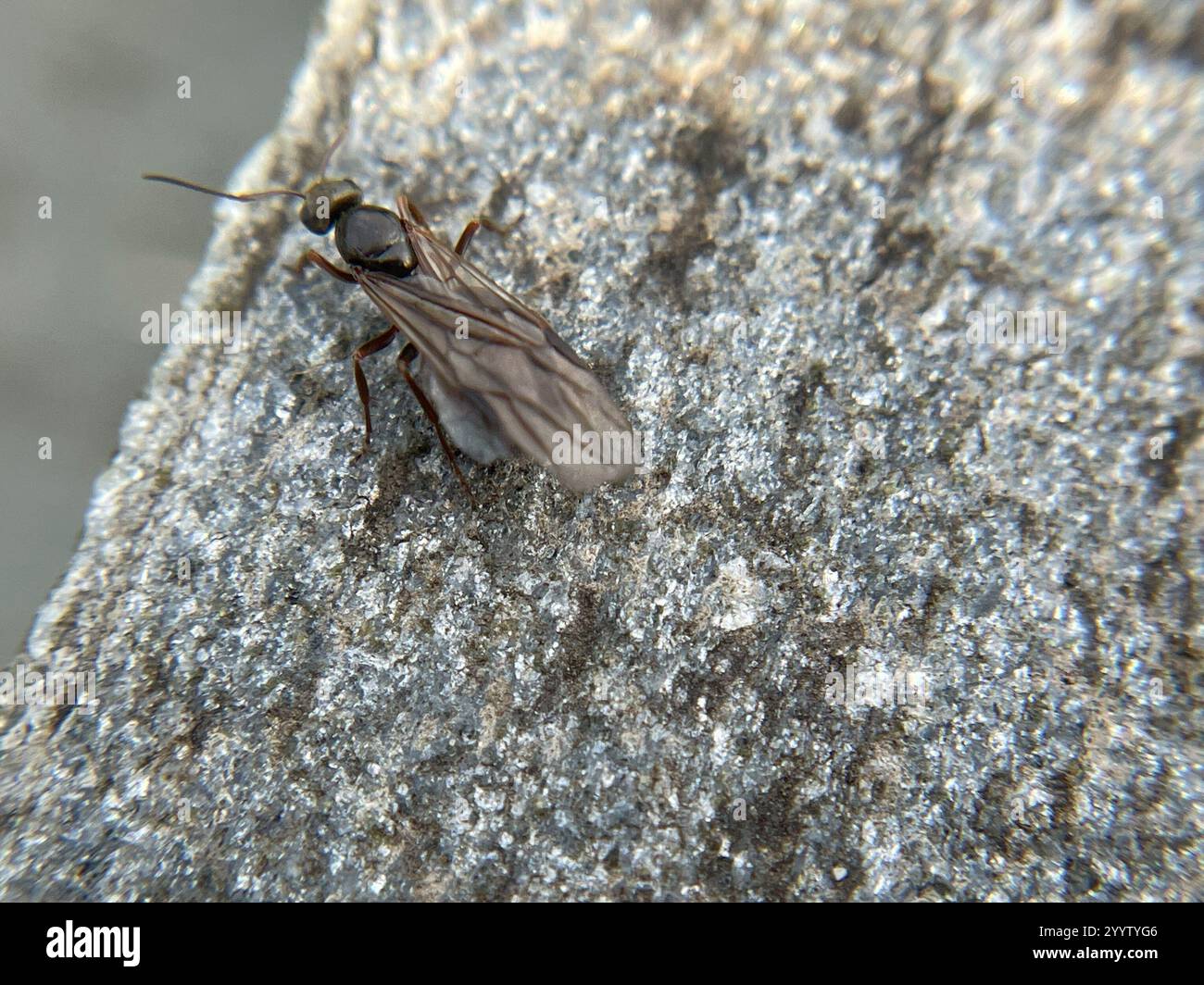 fusca-group Field Ants and Allies (Formica fusca Stock Photo - Alamy