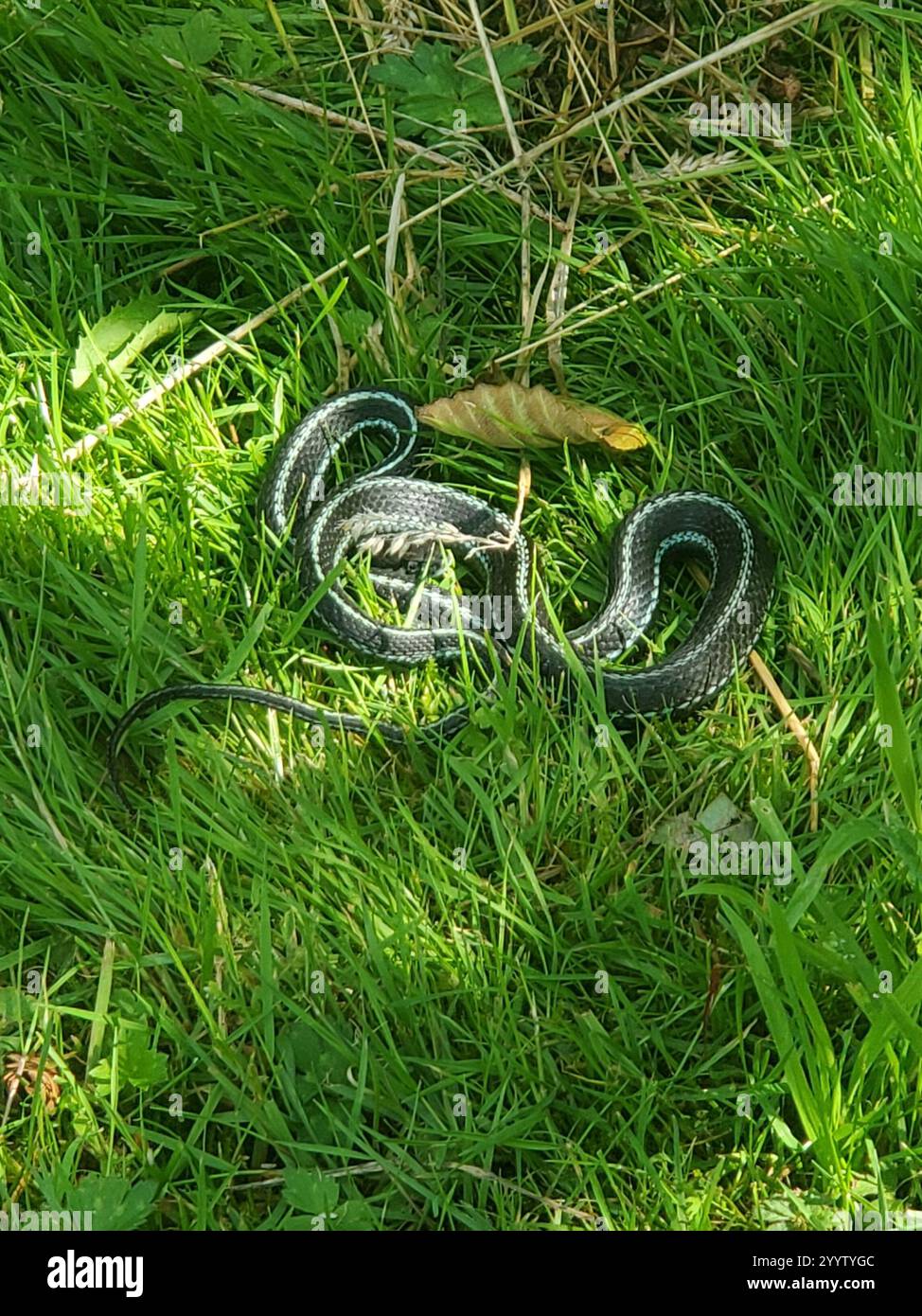 Puget Sound Garter Snake (Thamnophis sirtalis pickeringii Stock Photo ...