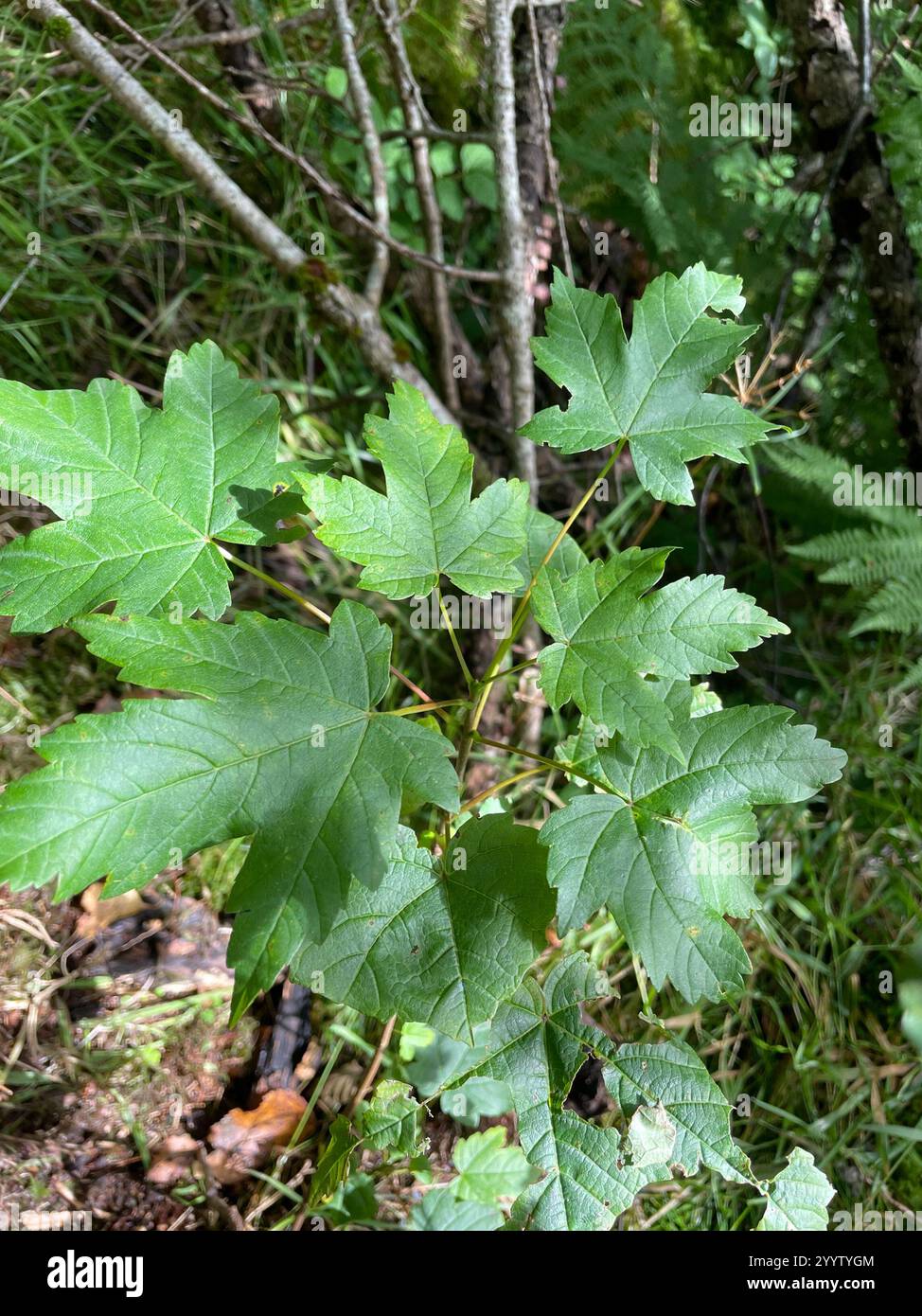 sycamore maple (Acer pseudoplatanus Stock Photo - Alamy