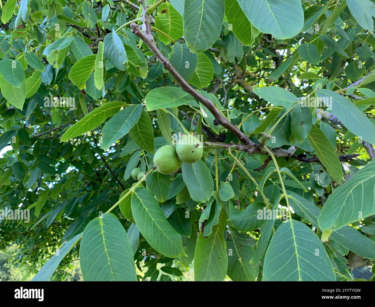 Persian walnut (Juglans regia Stock Photo - Alamy