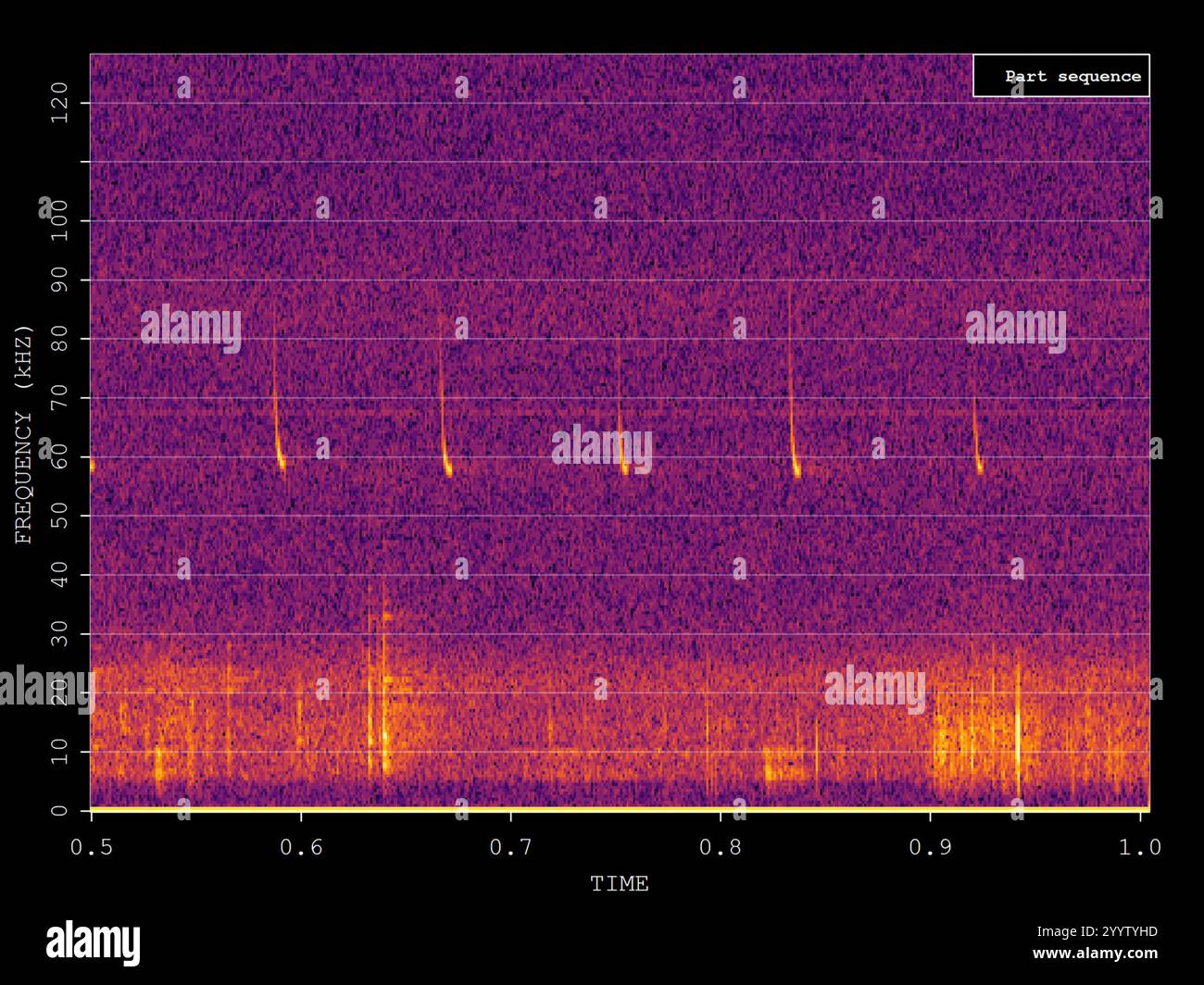Pygmy Pipistrelle (Pipistrellus pygmaeus Stock Photo - Alamy