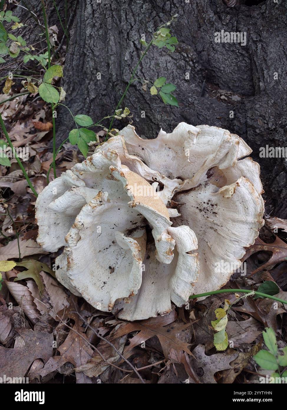 Berkeley's Polypore (Bondarzewia berkeleyi Stock Photo - Alamy
