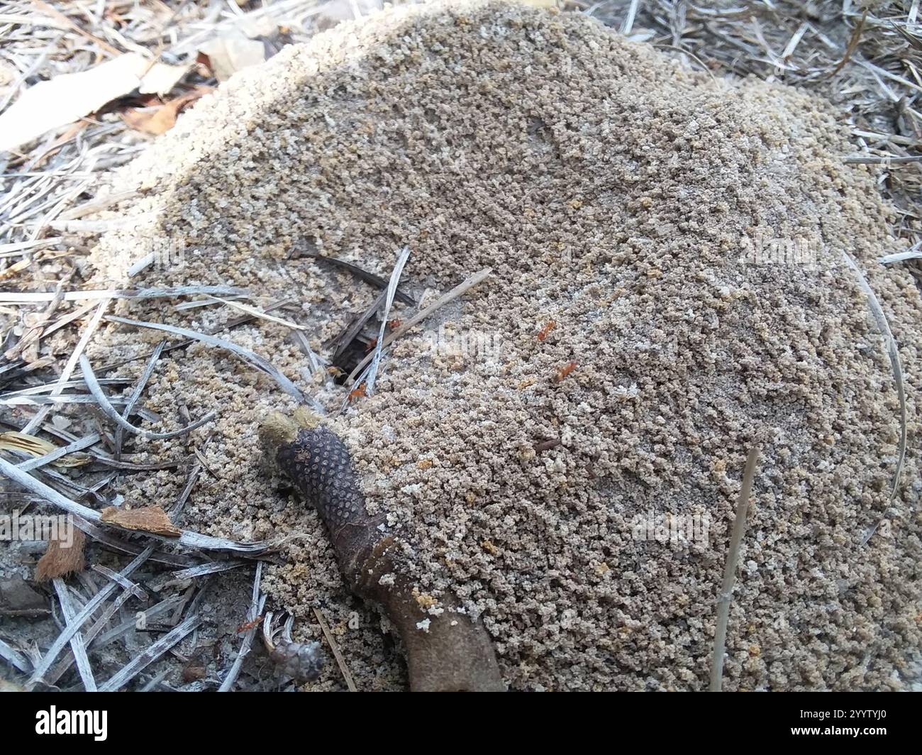 Buren's Pyramid Ant (Dorymyrmex bureni Stock Photo - Alamy