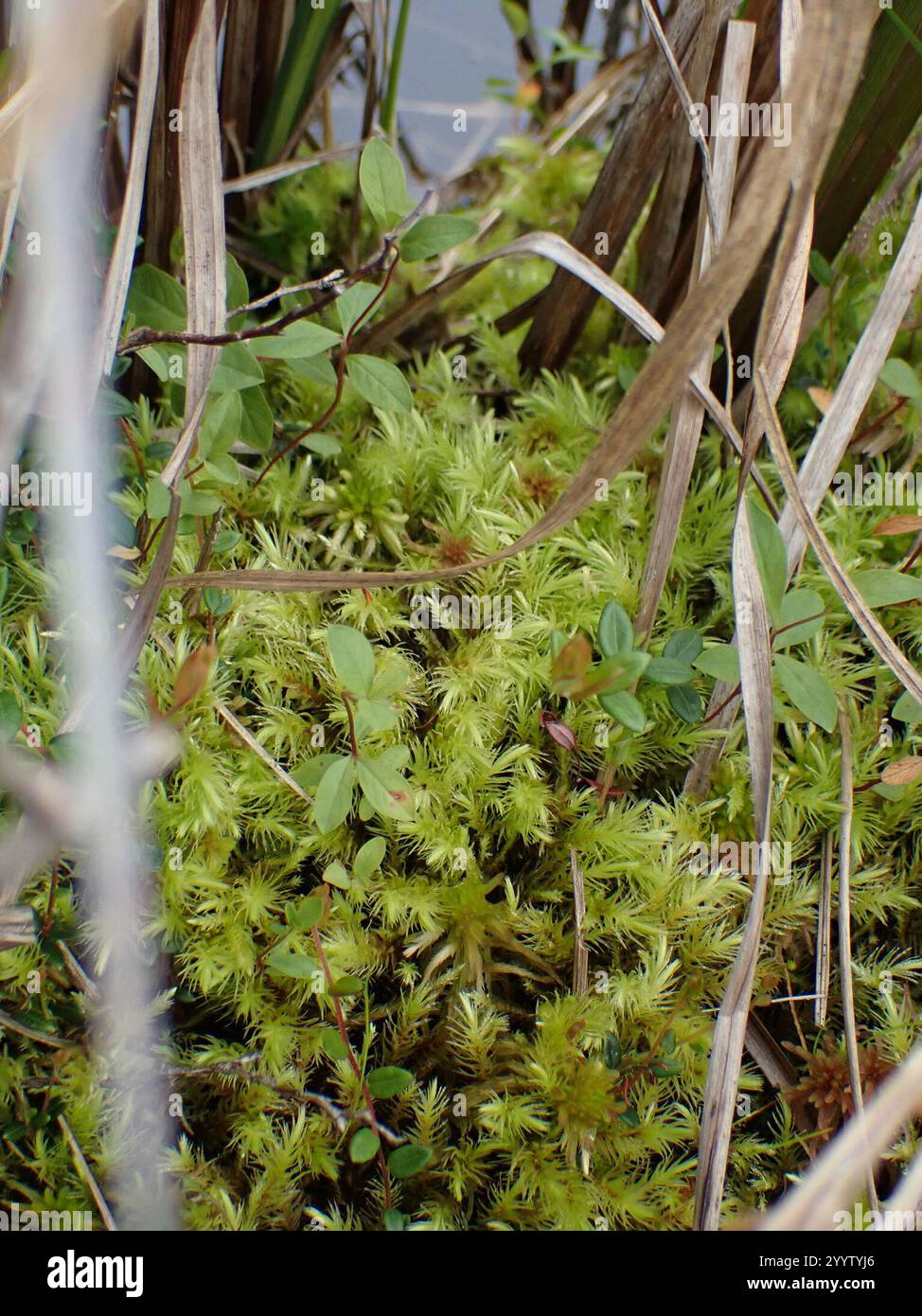 ribbed bog moss (Aulacomnium palustre Stock Photo - Alamy