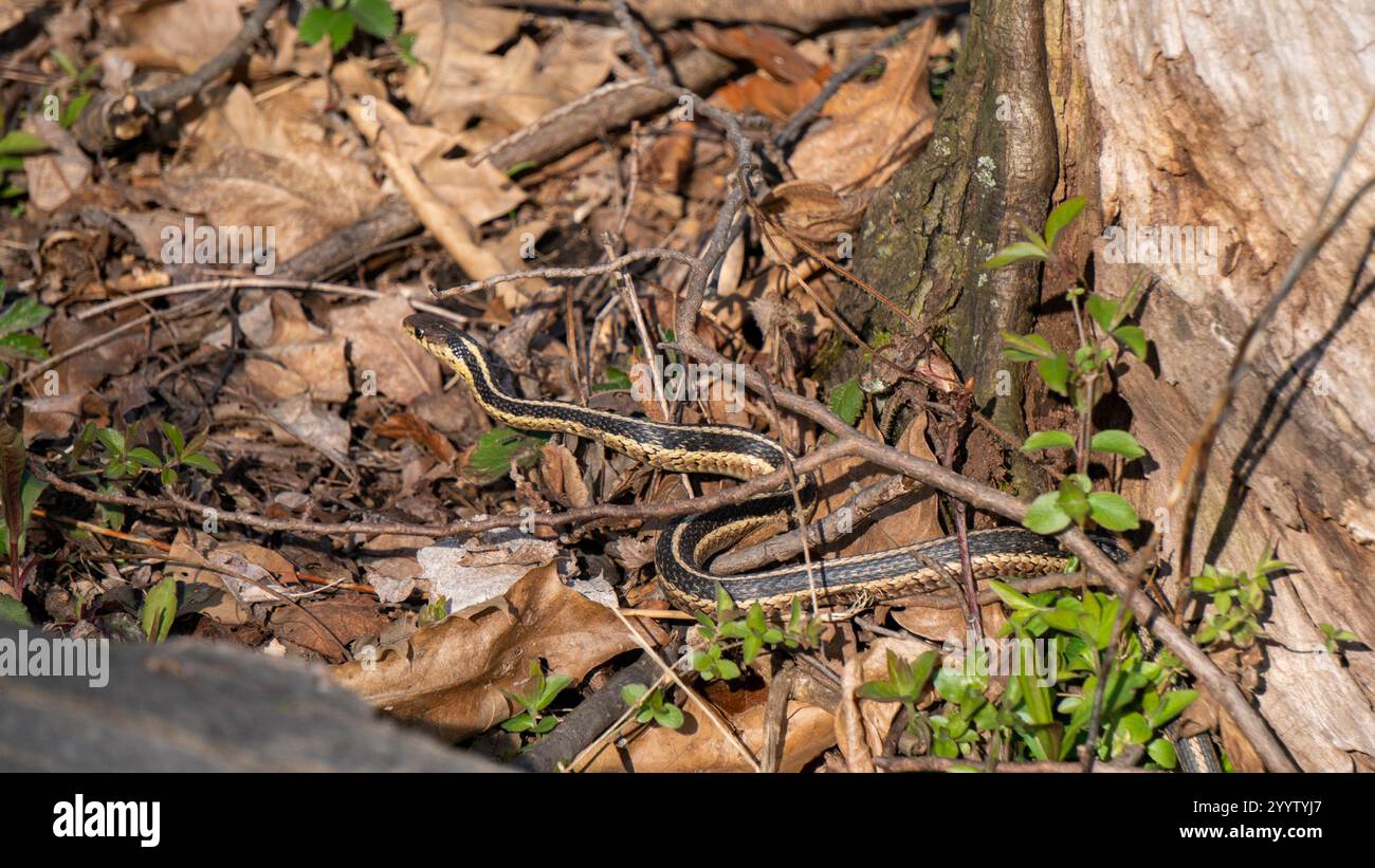 Common Garter Snake (Thamnophis sirtalis Stock Photo - Alamy