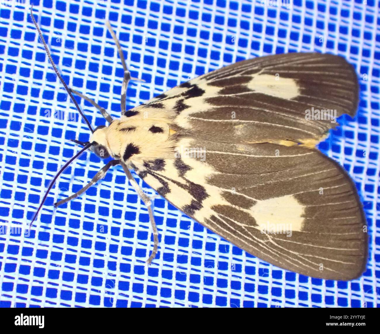 Asota moth hi-res stock photography and images - Alamy