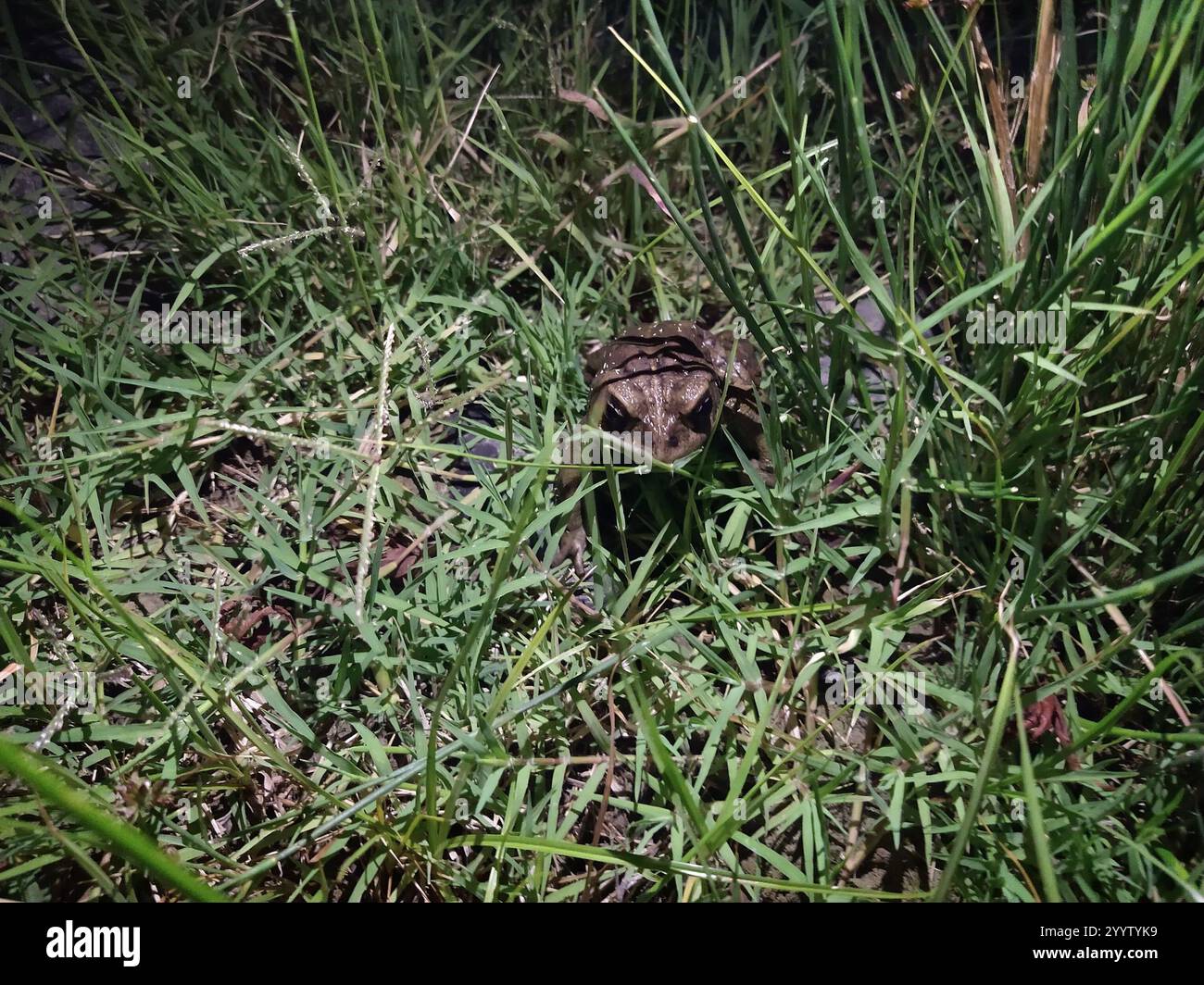 Western Toad (Anaxyrus boreas Stock Photo - Alamy