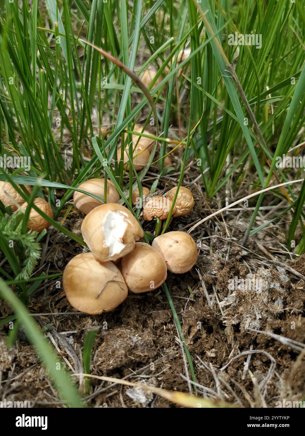 fairy ring marasmius (Marasmius oreades Stock Photo - Alamy