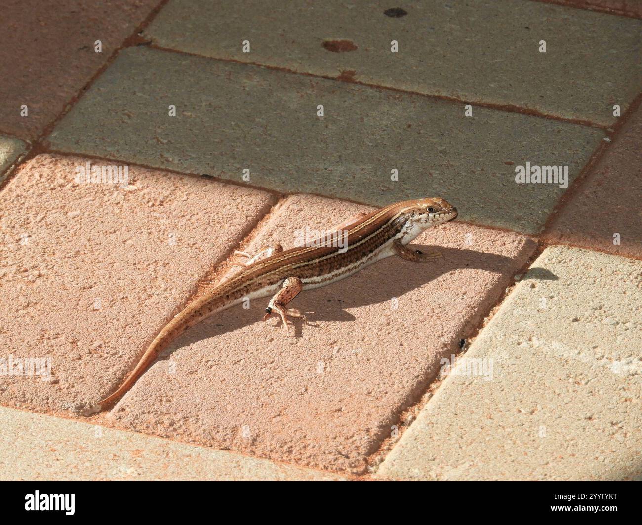 Western three-striped skink (Trachylepis occidentalis Stock Photo - Alamy