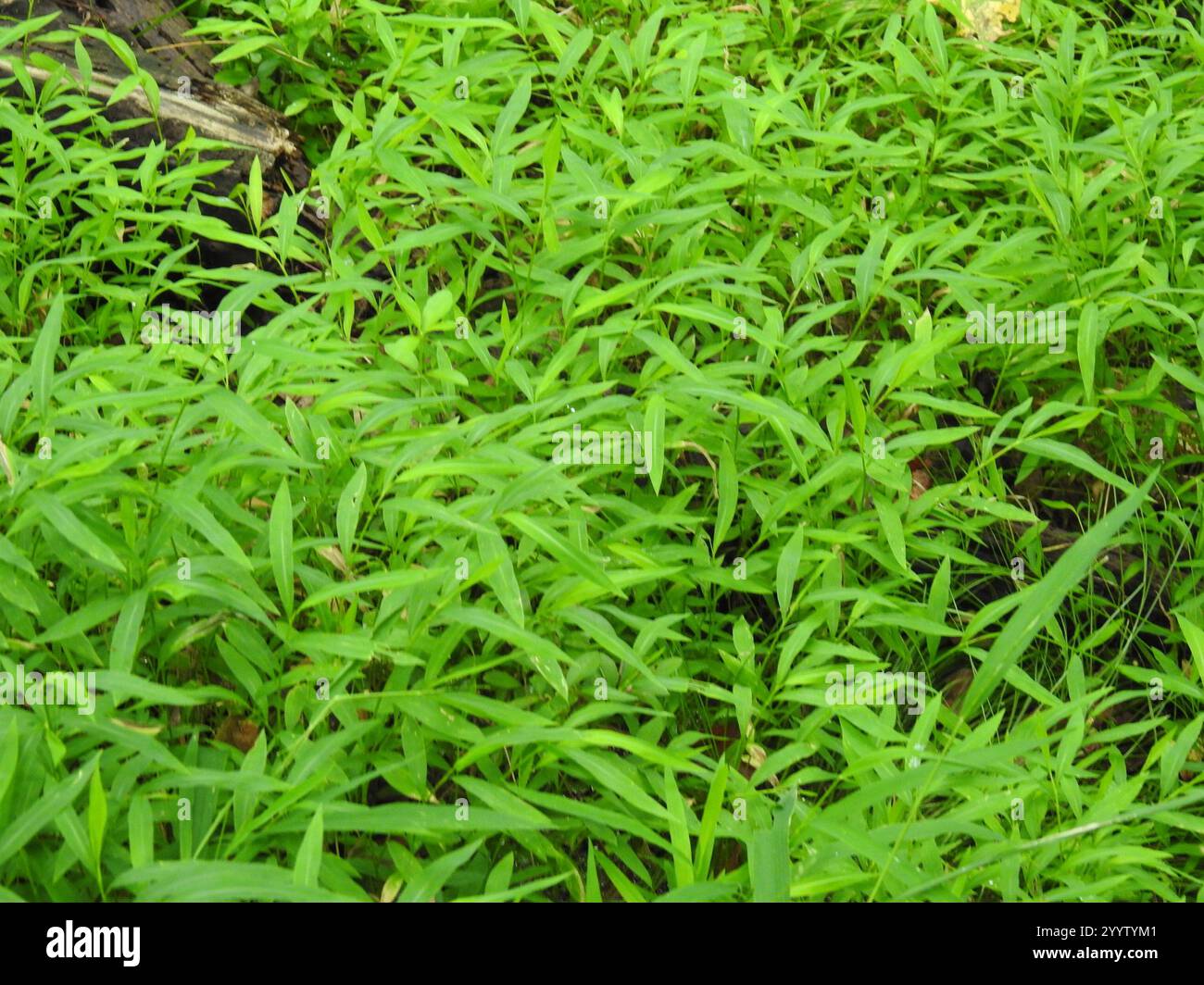 Japanese stiltgrass (Microstegium vimineum Stock Photo - Alamy