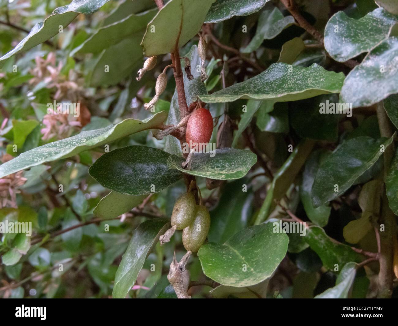 Elaeagnus hi-res stock photography and images - Alamy