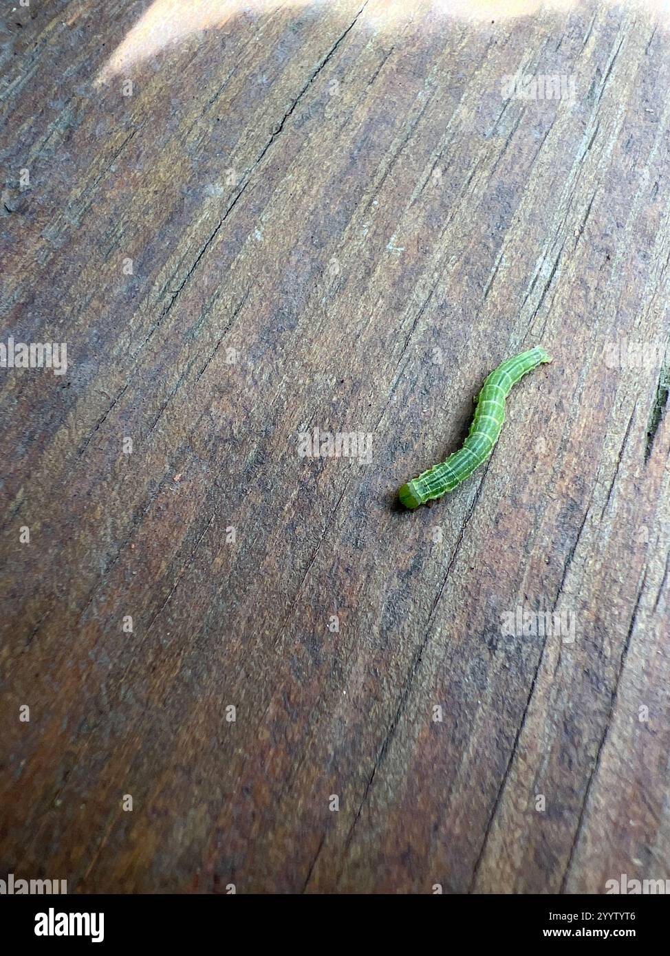 Veiled Ear Moth (Loscopia velata Stock Photo - Alamy