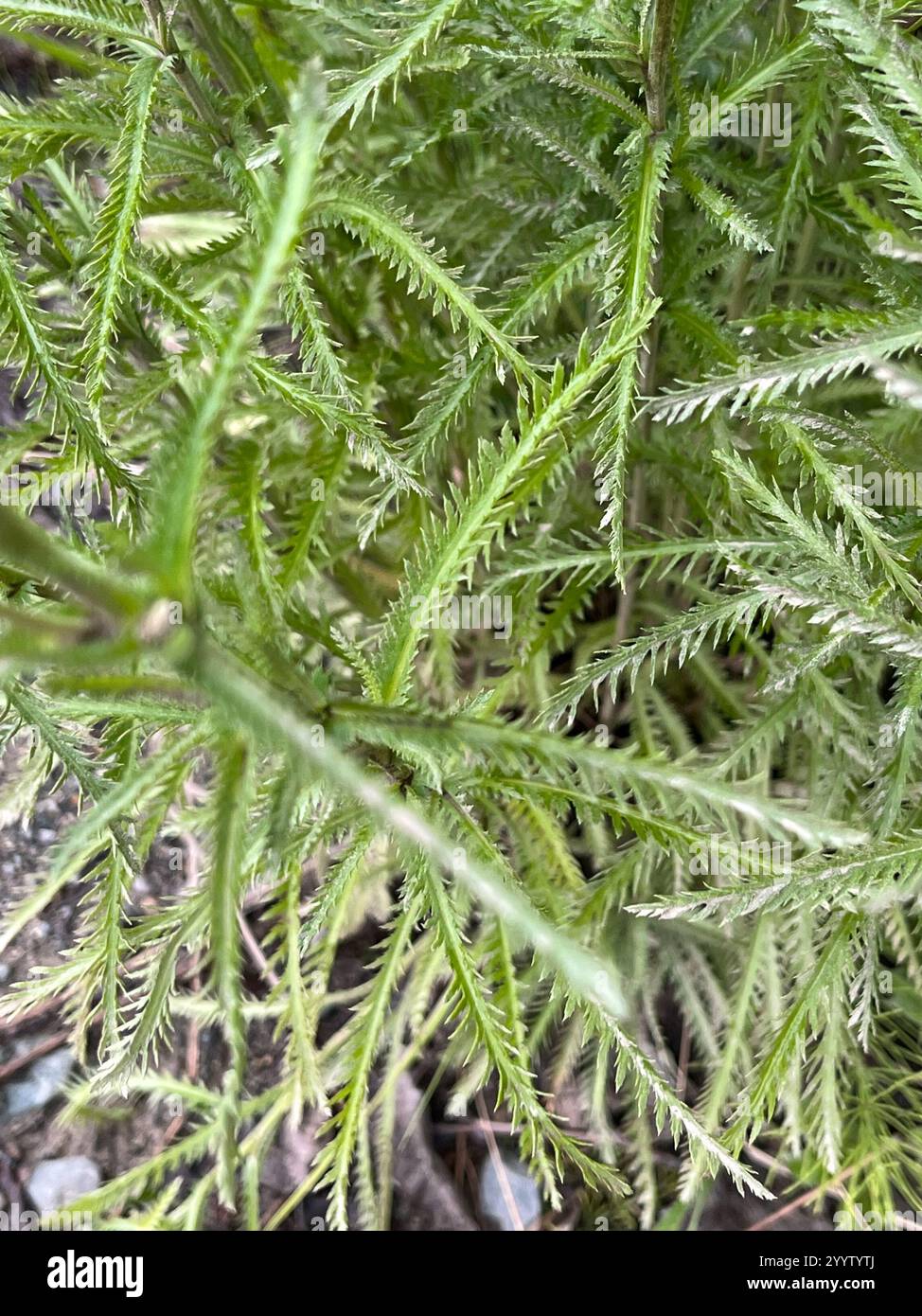 Siberian yarrow hi-res stock photography and images - Alamy