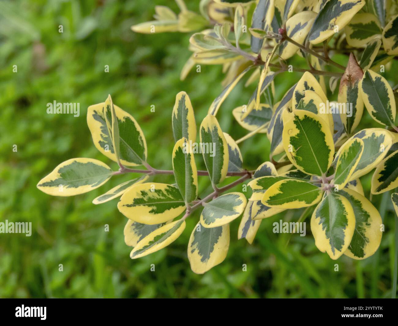 Metrosideros excelsa variegata shrub foliage closeup. New Zealand ...