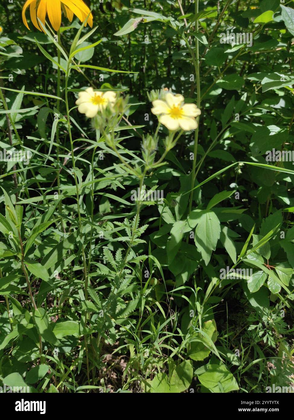 sulphur cinquefoil (Potentilla recta Stock Photo - Alamy