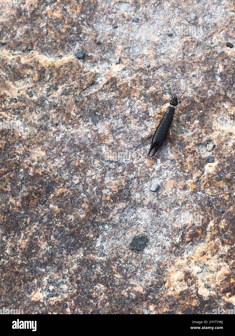 Maritime Earwig (Anisolabis maritima Stock Photo - Alamy