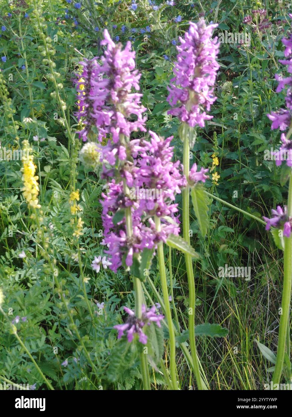 common hedge-nettle (Betonica officinalis Stock Photo - Alamy