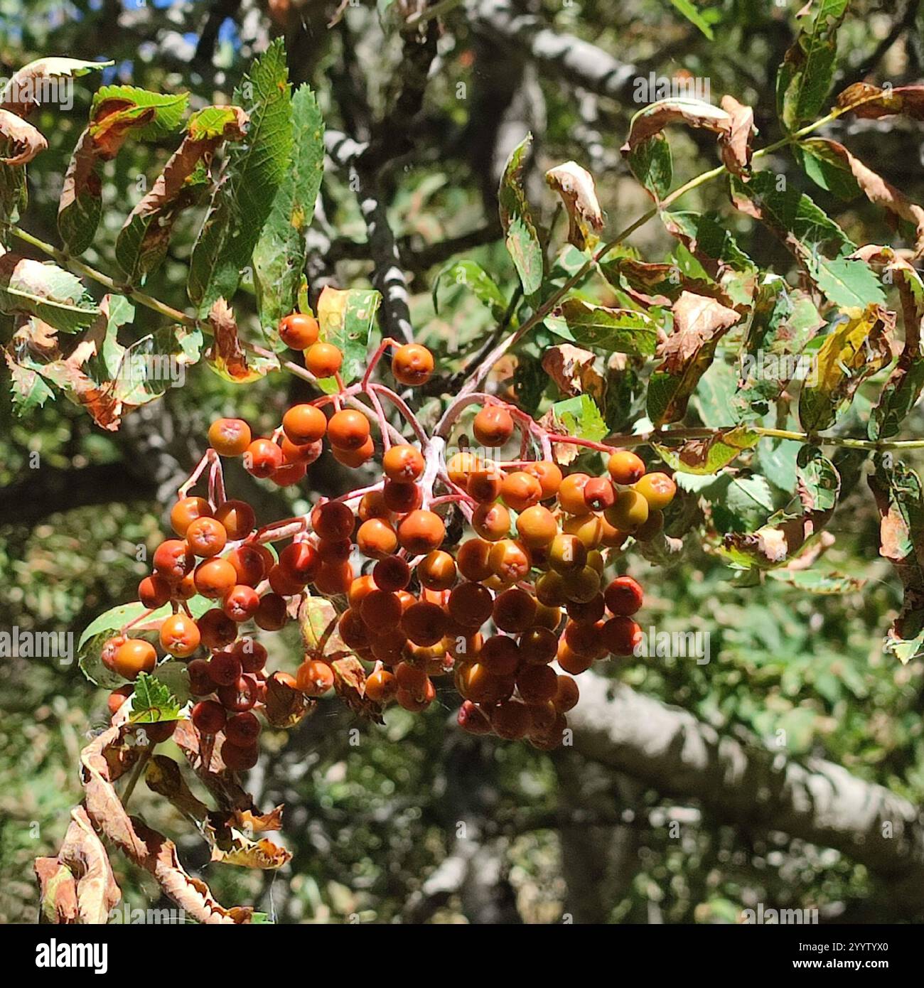 European mountain ash (Sorbus aucuparia Stock Photo - Alamy