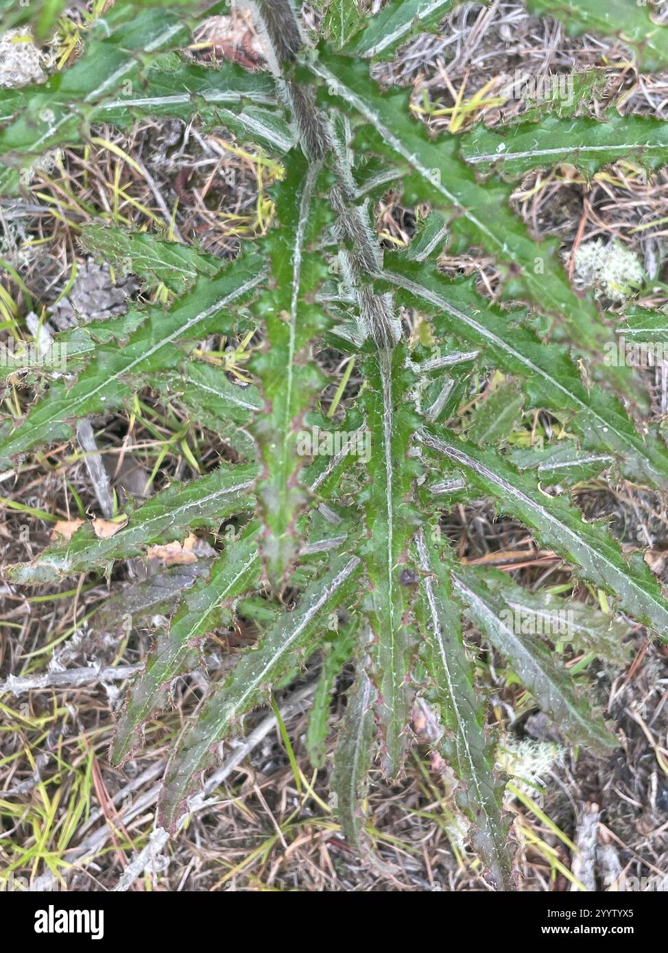 sandhill thistle (Cirsium repandum Stock Photo - Alamy