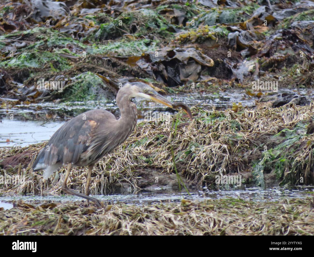 Pholidae hi-res stock photography and images - Alamy