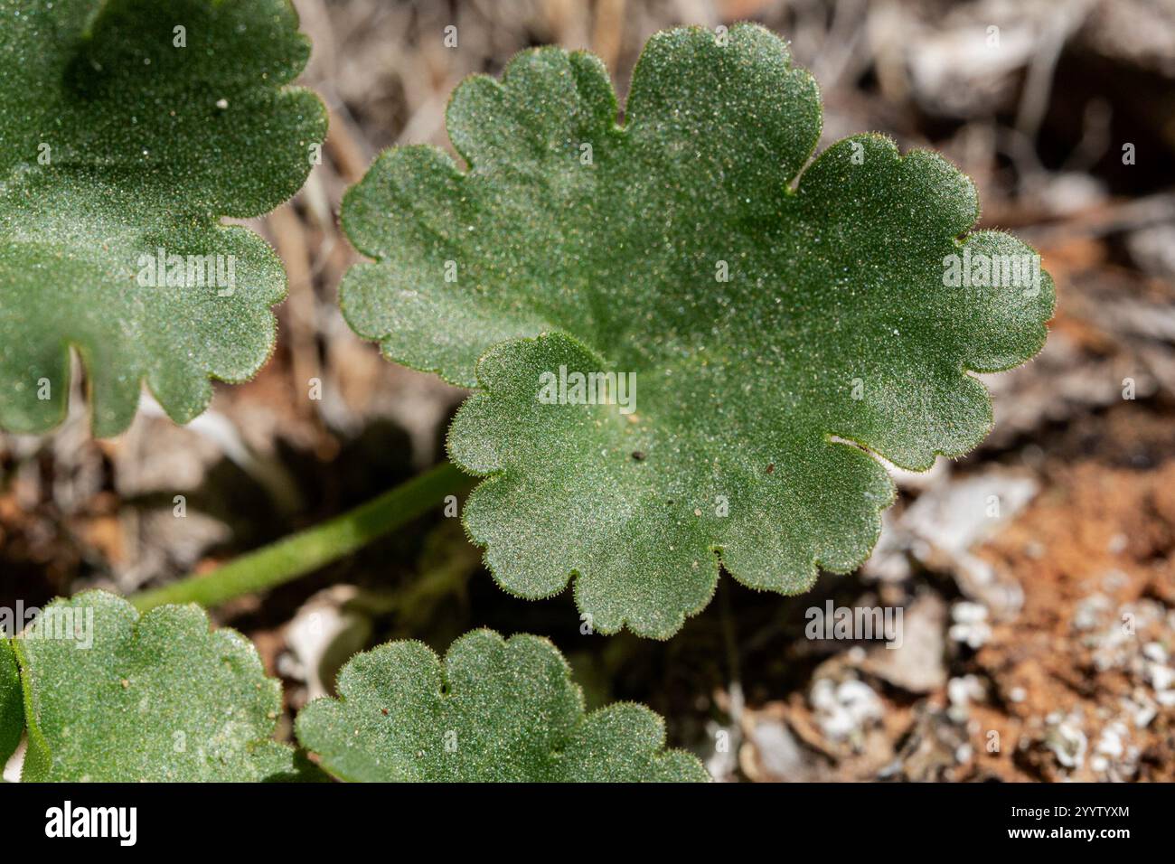 littleleaf alumroot (Heuchera parvifolia Stock Photo - Alamy