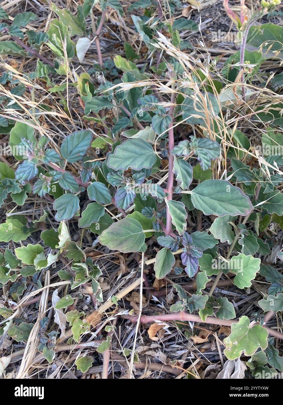 scarlet spiderling (Boerhavia coccinea Stock Photo - Alamy