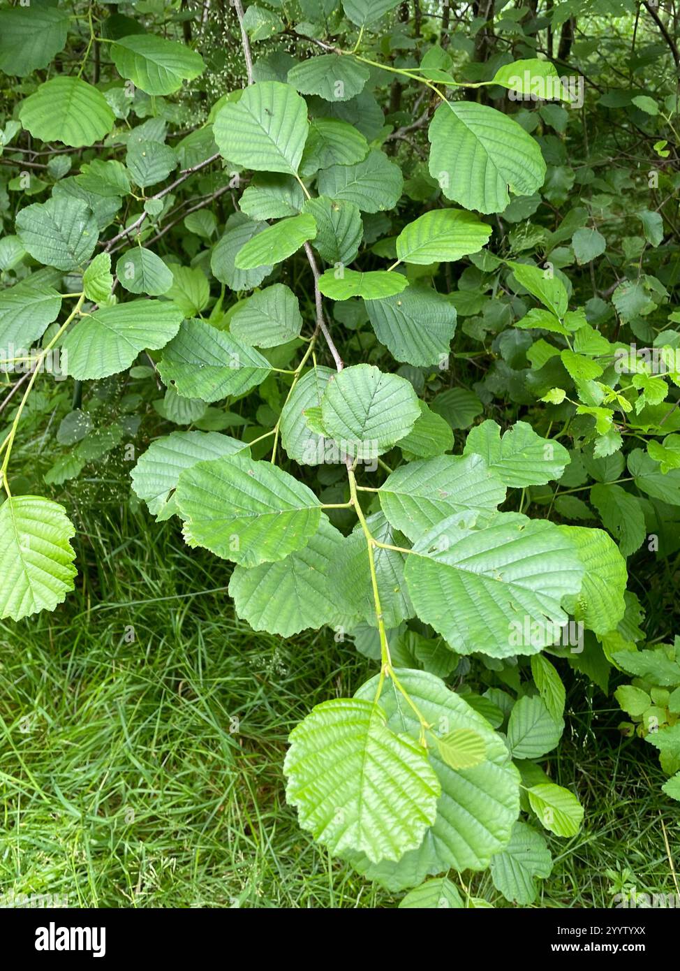 common alder (Alnus glutinosa Stock Photo - Alamy