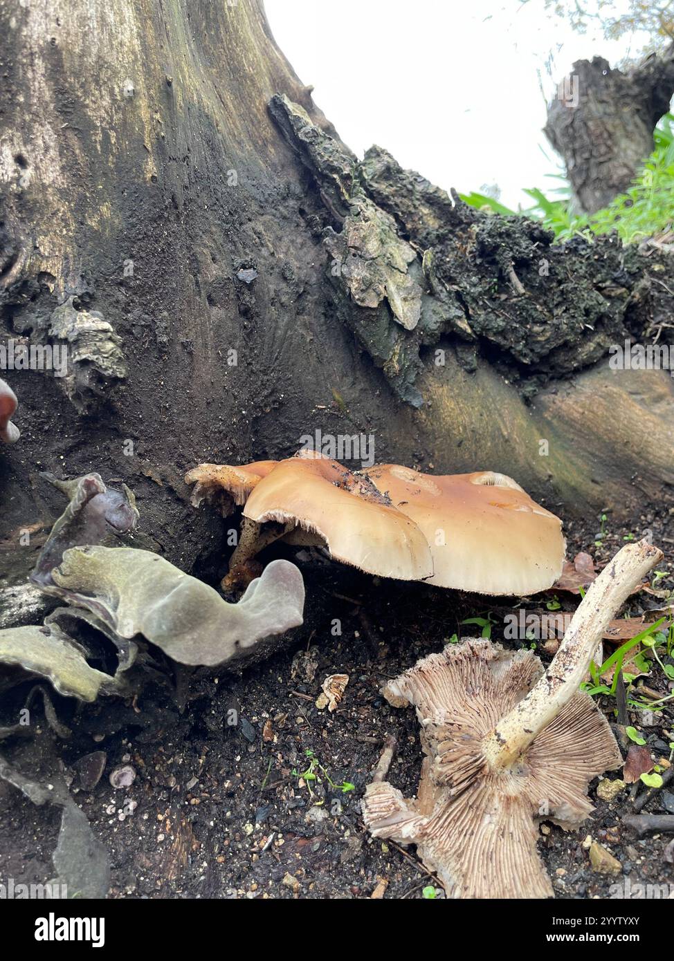 Tawaka (Cyclocybe parasitica Stock Photo - Alamy