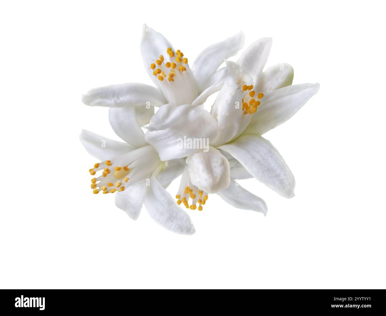 White citrus blossom bunch closeup isolated on white. White orange tree flowers and buds macro ...