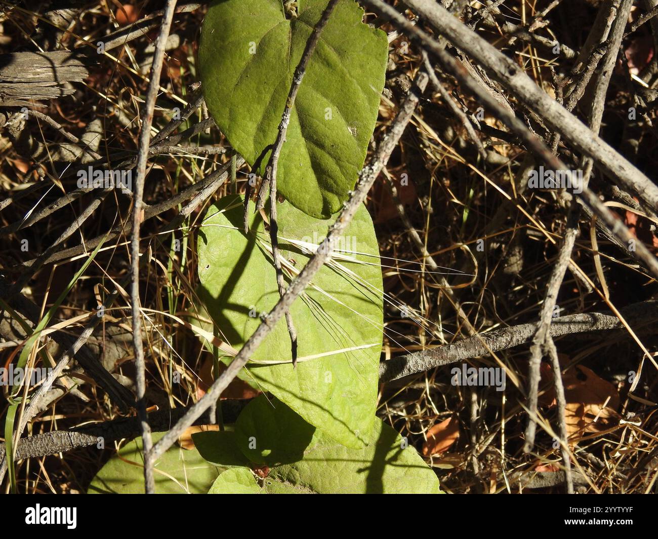 California Dutchman's Pipe (Aristolochia californica Stock Photo - Alamy