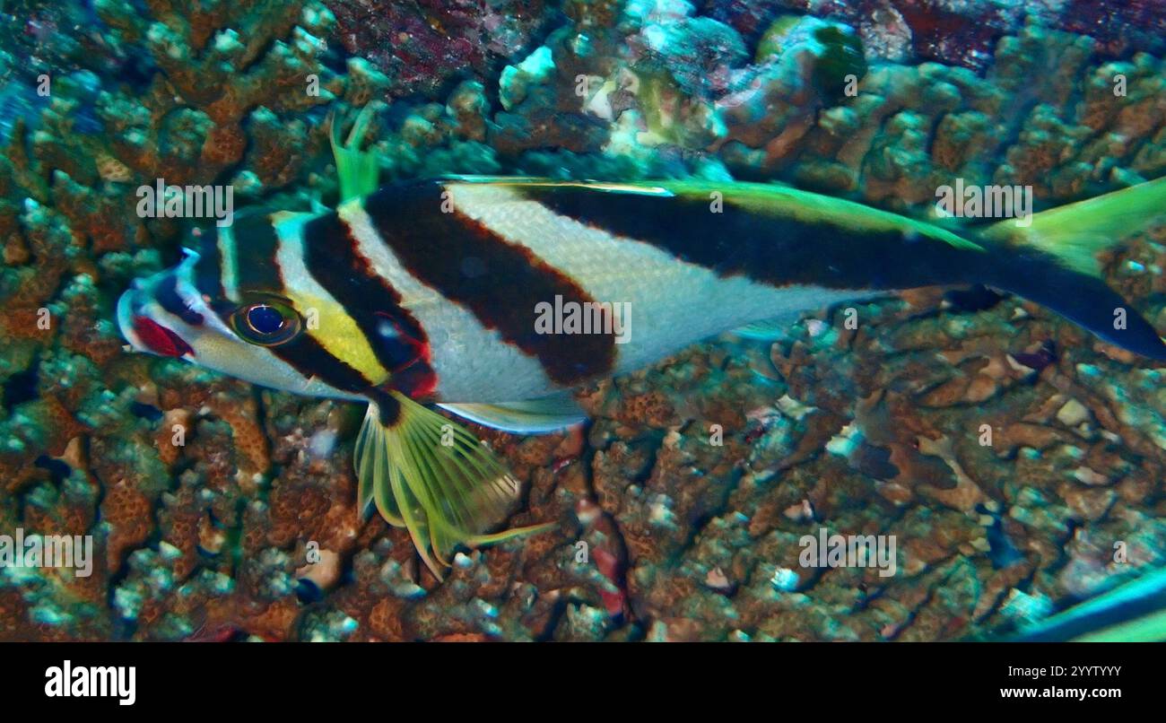 Eastern Morwong (Goniistius vestitus Stock Photo - Alamy