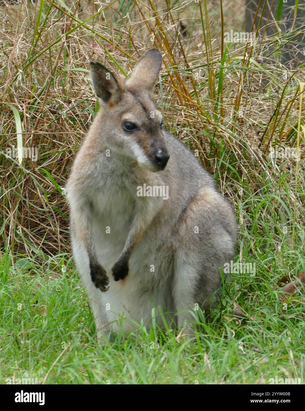Red-necked Wallaby (Notamacropus rufogriseus Stock Photo - Alamy