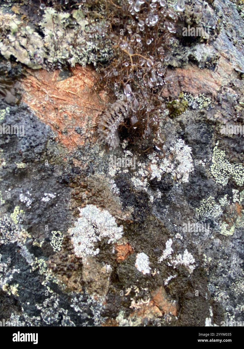 Gynaephora hi-res stock photography and images - Alamy