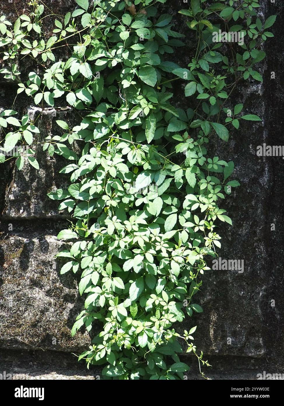 Bushkiller causonis japonica hi-res stock photography and images - Alamy