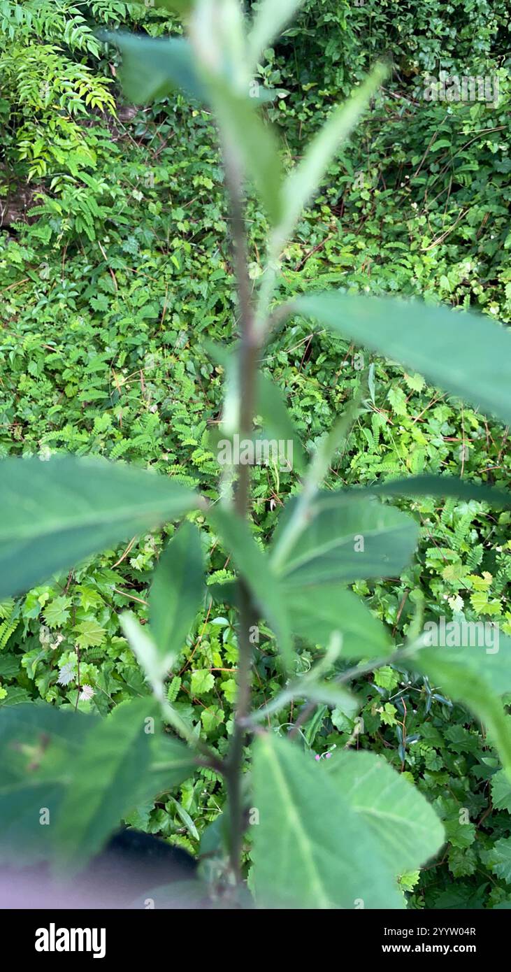 Cuban jute (Sida rhombifolia Stock Photo - Alamy