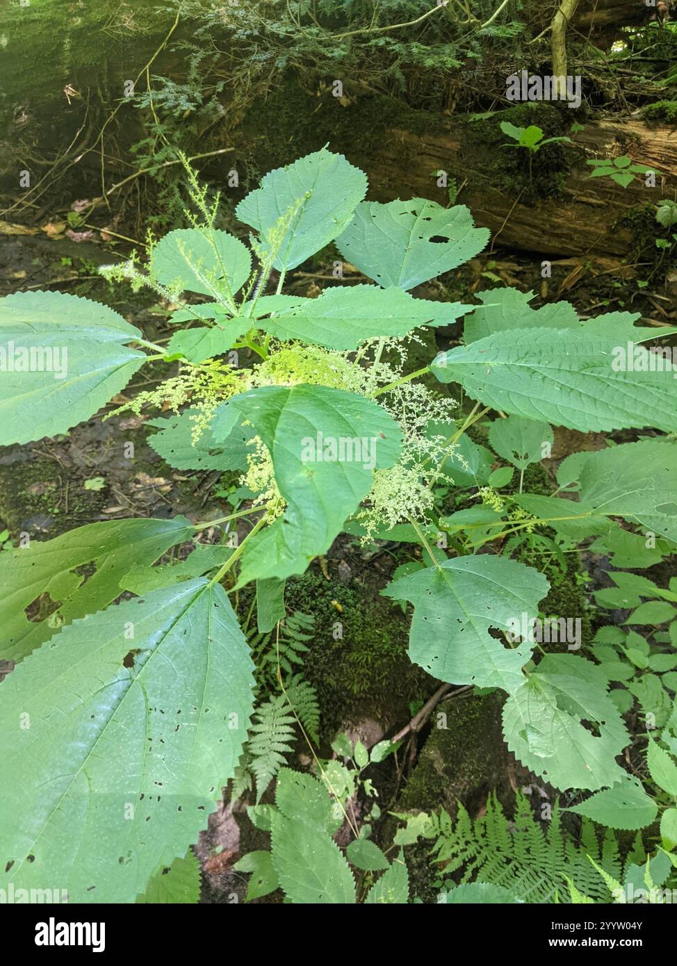 wood nettle (Laportea canadensis Stock Photo - Alamy